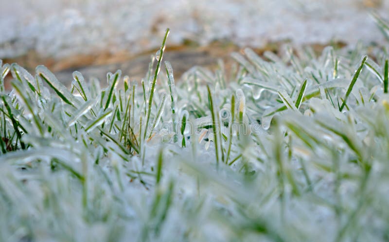 Frozen blades of grass stock photo. Image of winter - 167527432