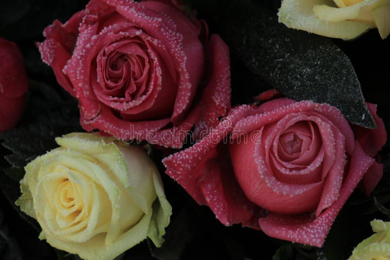 Frozen bouquet of roses stock photo. Image of hoarfrost - 84569394