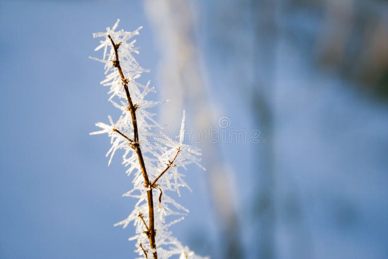Frozen Branch Picture. Image: 1506523