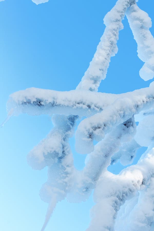 Frozen Branch stock image. Image of tree, winter, frozen - 28661595