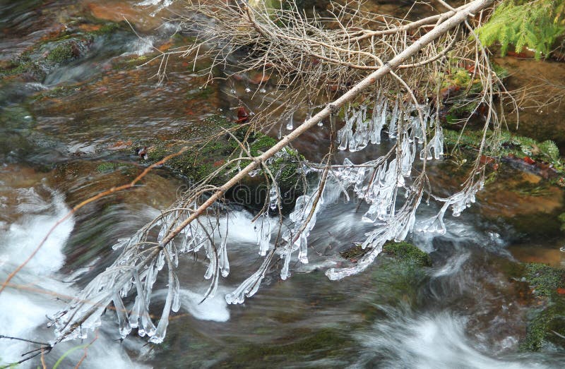 Frozen Branch Above the Water Stock Photo - Image of coolness, covered ...