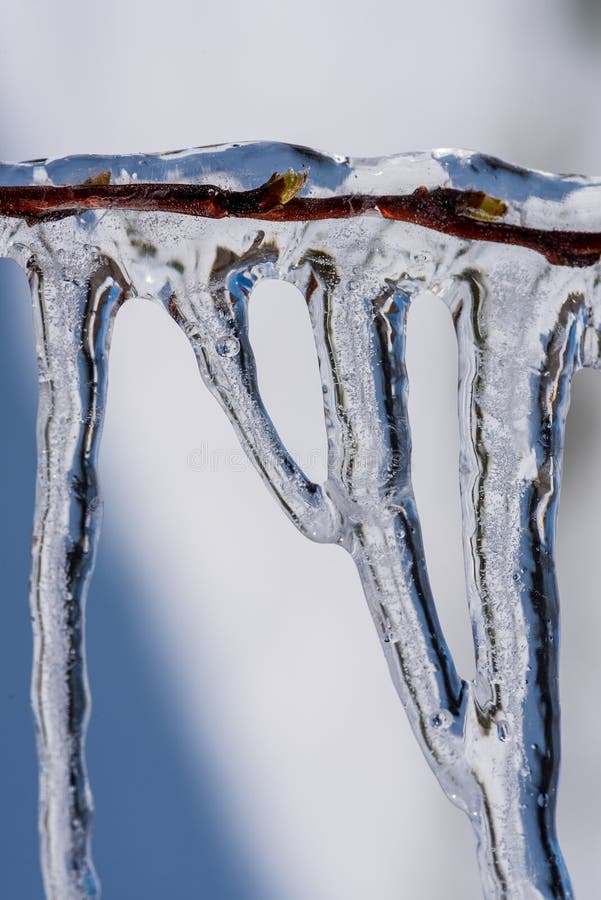 A Bud in the Ice (in the Early Spring or at the End of Winter). Stock ...