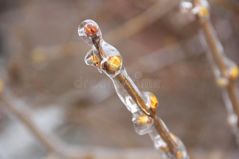 Frozen Branch Glazed with Ice after Freezing Rain Stock Image - Image ...