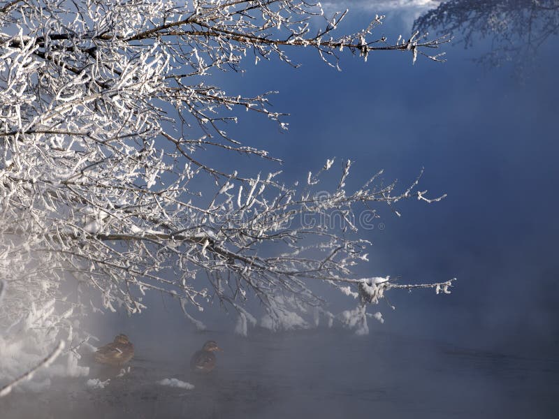 Frozen branch over river. stock image. Image of iced - 33672827