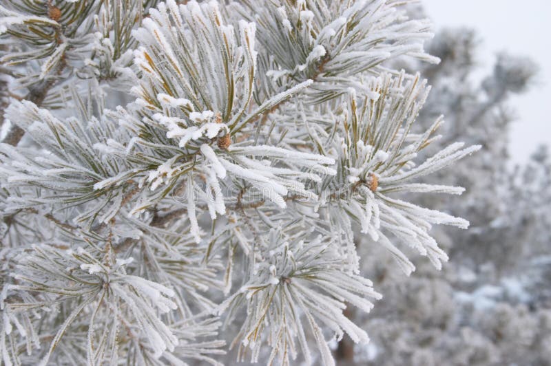 Snow on Pine Tree stock image. Image of freezing, abstract - 51961