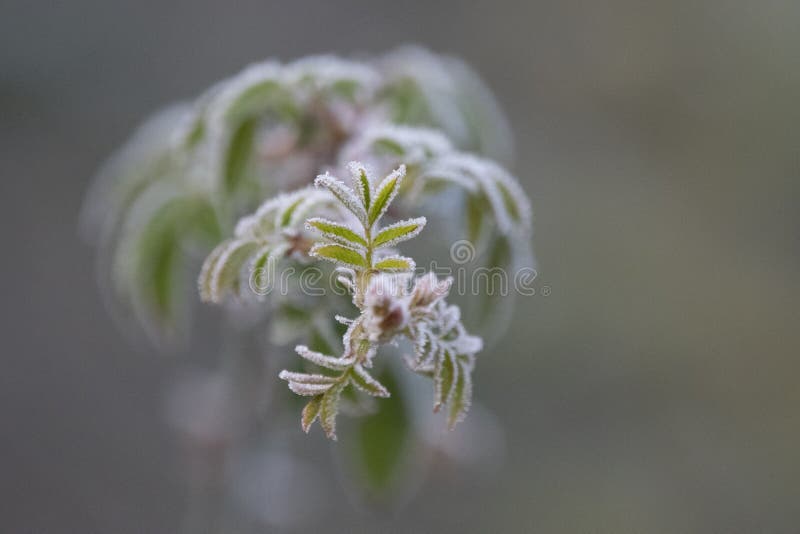 Frozen branch stock image. Image of branch, shrub, nature - 236478415