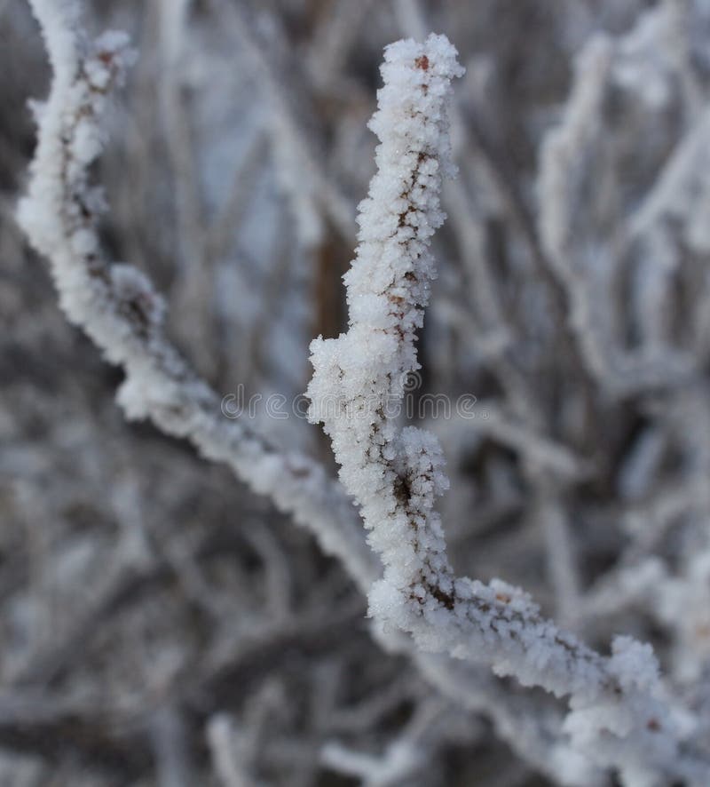 Frozen branch stock photo. Image of nature, working, winter - 48086698