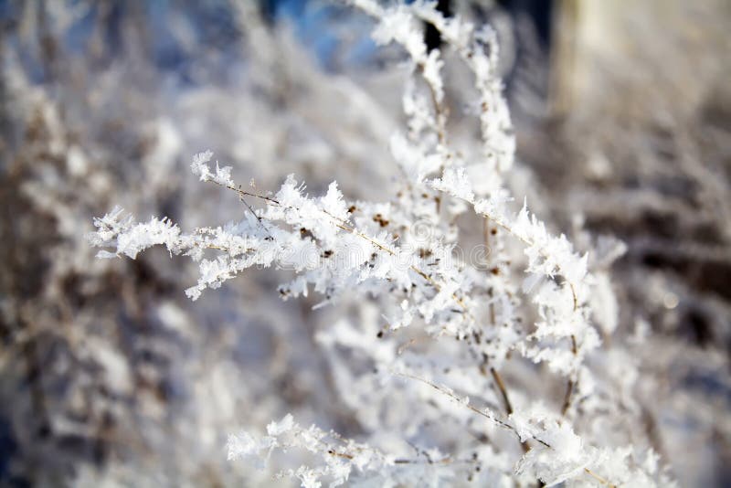 Frozen Branch in Snowflakes Stock Photo - Image of cold, background ...