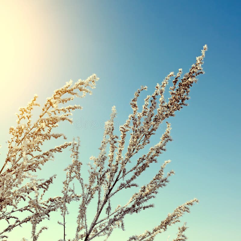 Frozen Branch stock photo. Image of frost, square, retro - 45556756