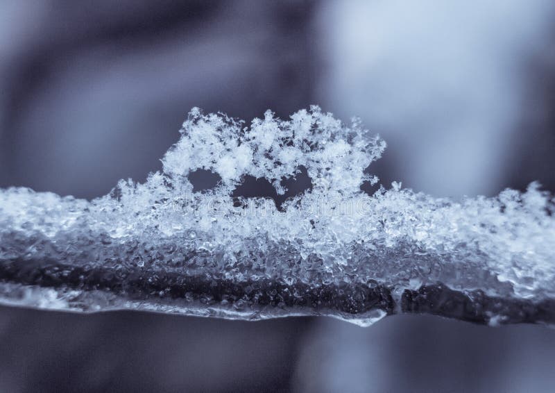 Frozen branch of tree stock image. Image of tree, close - 91857933