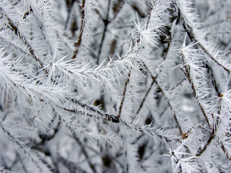 Frozen Branch in the Winter Nature Stock Image - Image of nature, spike ...
