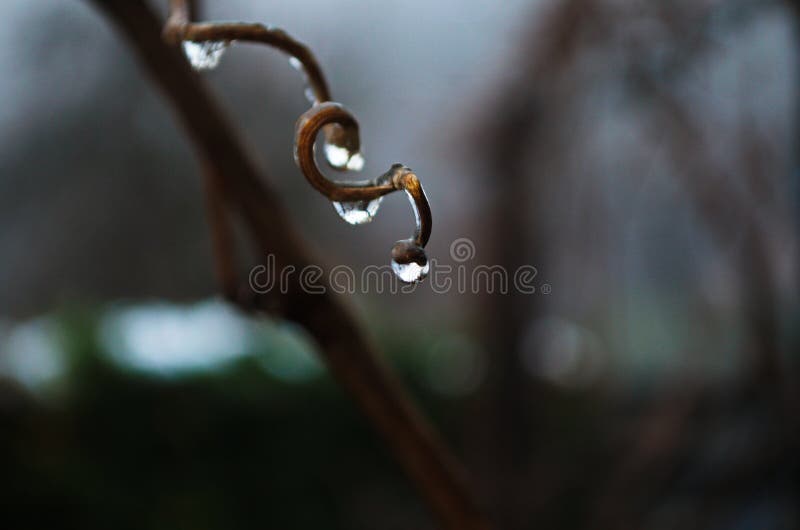 Frozen Branch during Winter with Thick Layer of Ice Dripping from ...