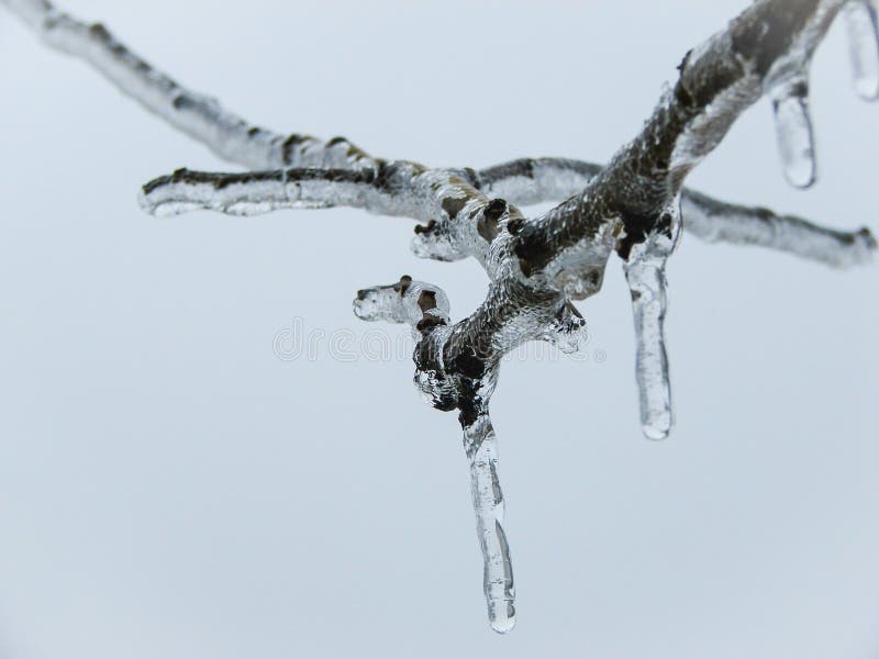 Frozen Branch during Winter with Thick Layer of Ice Dripping from ...