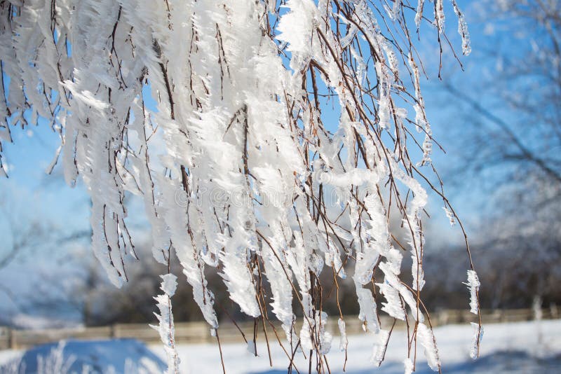 Frozen branches closeup stock image. Image of scenics - 126404173