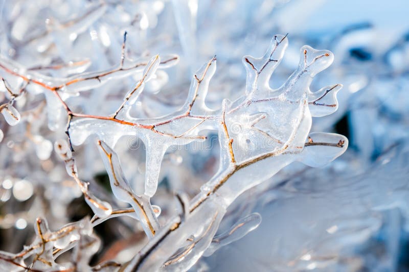 Frozen Branches after Cold Weather Stock Image - Image of february ...