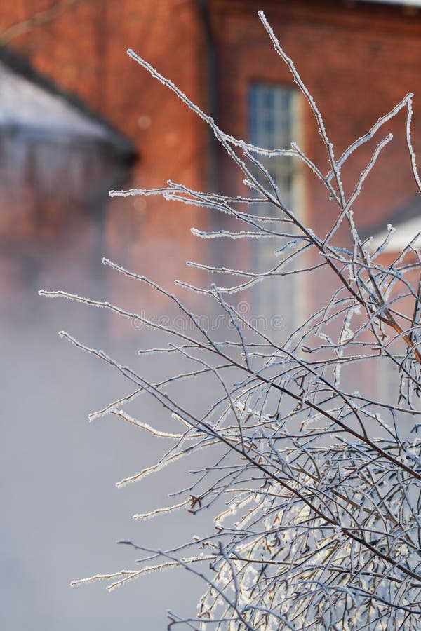 Frozen Branches on Extremely Cold Morning Stock Photo - Image of ...