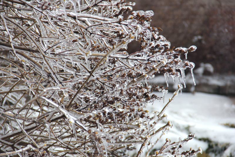 Frozen Branches Glazed with Ice in the Forest after Freezing Rain Stock ...