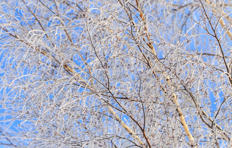 Frozen Branches on a Tree Against a Blue Sky Stock Photo - Image of ...