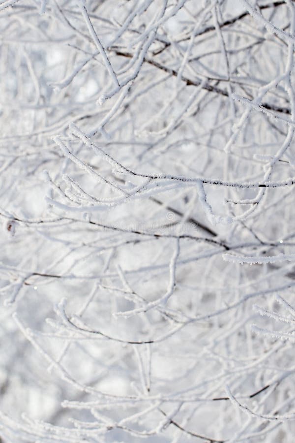 Frozen Branches on a Tree in the Forest in Winter Stock Photo - Image ...