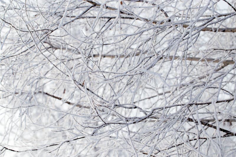 Frozen Branches on a Tree in the Forest in Winter Stock Image - Image ...