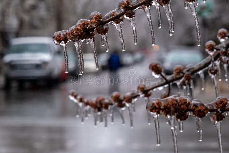 Frozen Branches of Trees after an Ice Storm Stock Image - Image of ...
