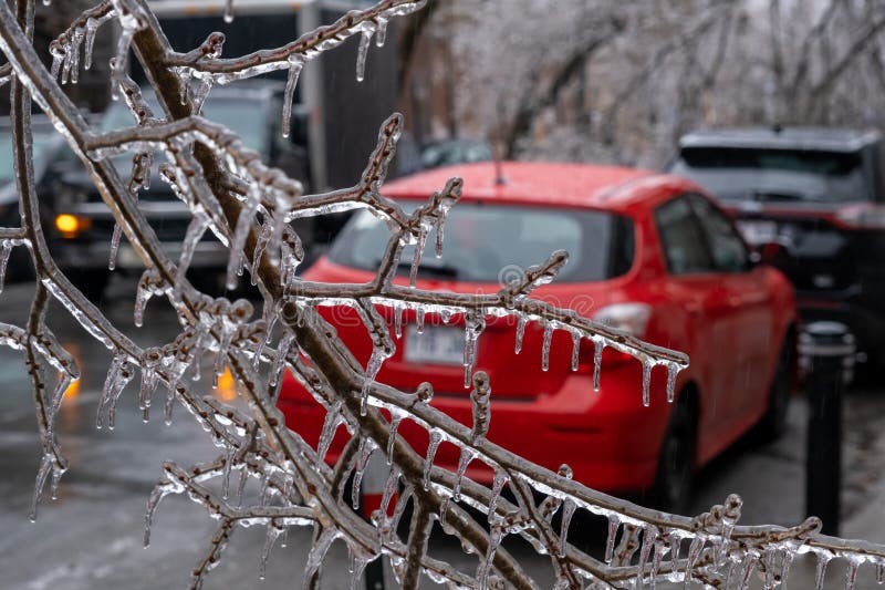 Frozen Branches of Trees after an Ice Storm Stock Image - Image of ...
