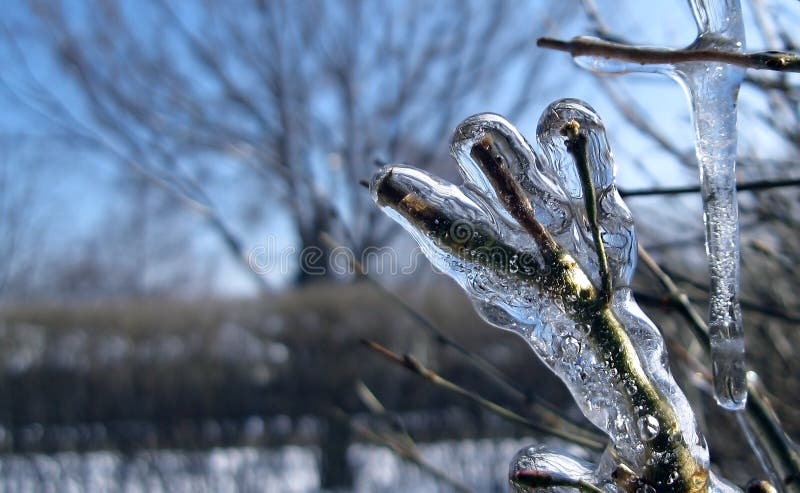 Frozen Branches in Winter stock photo. Image of icicle - 130534758