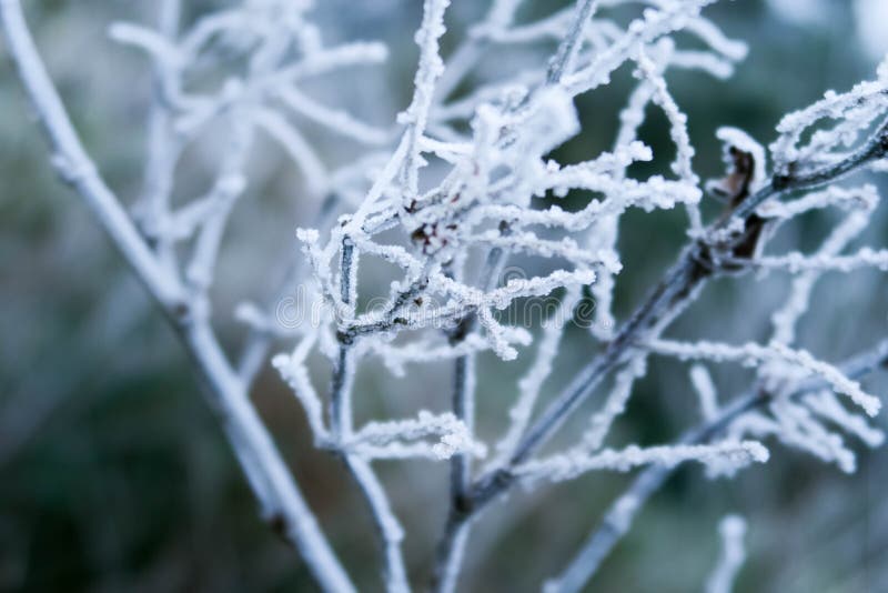 A Frozen Branches during Winter Stock Photo - Image of branches, cool ...