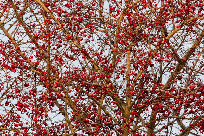 Brier Covered with Snow, Close-up Photo in Red Color Stock Image ...