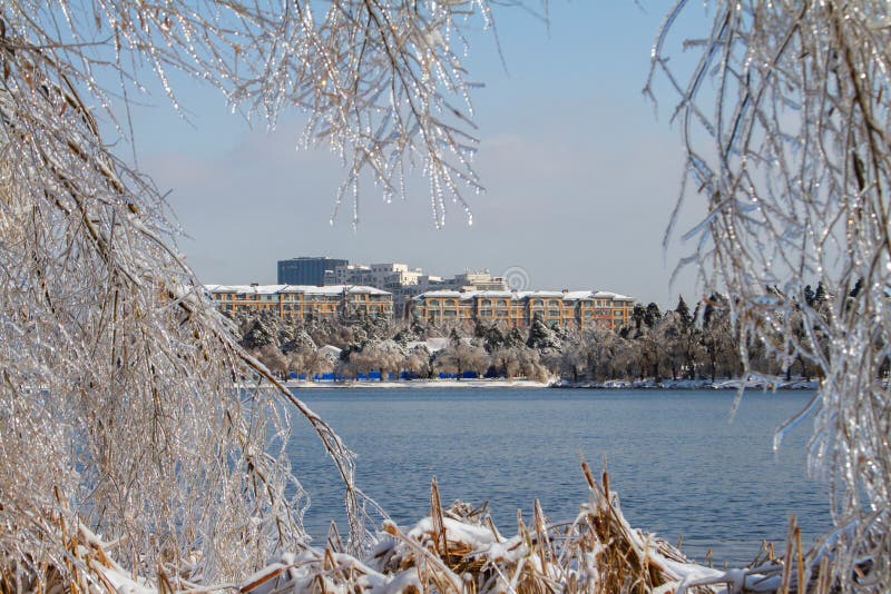 Frozen Broken Tree Branches Covered by Ice after an Ice Storm Stock ...