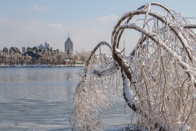 Frozen Broken Tree Branches Covered by Ice after an Ice Storm Stock ...