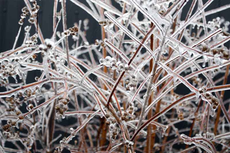 Frozen bush with berries stock photo. Image of crystal - 262331708