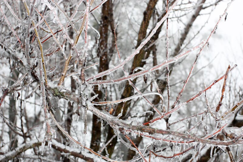 Frozen bush with berries stock photo. Image of december - 262331738