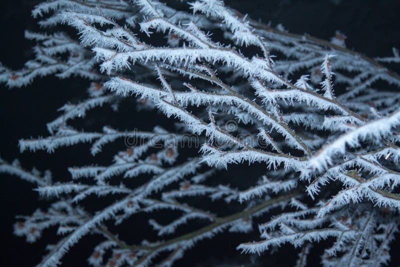 Frozen bush branches stock image. Image of extreme, nature - 104173311