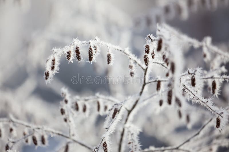 Frozen Bush Cold Autumn Day Stock Image - Image of snow, fall: 104887313