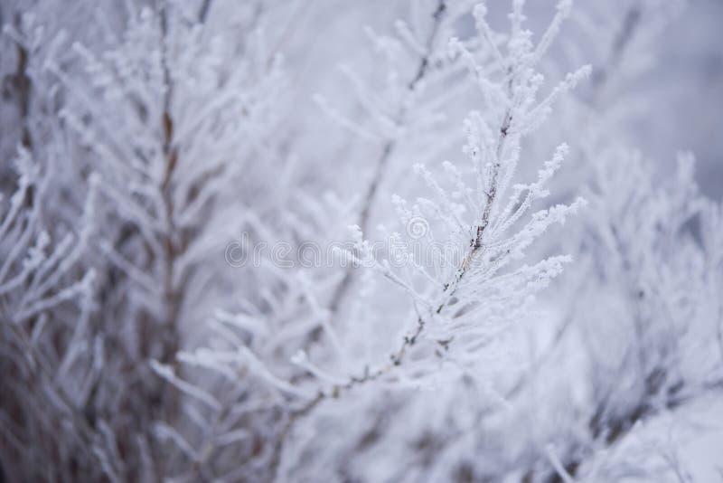 Frozen bush in mist stock image. Image of foggy, scene - 85834623
