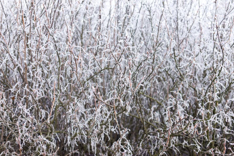 Frozen bush texture stock image. Image of green, frozen - 100571027