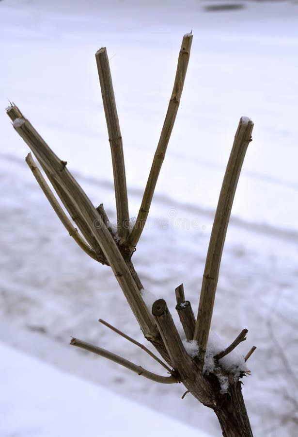 Frozen bush up mid stock image. Image of detail, frosty - 55655179