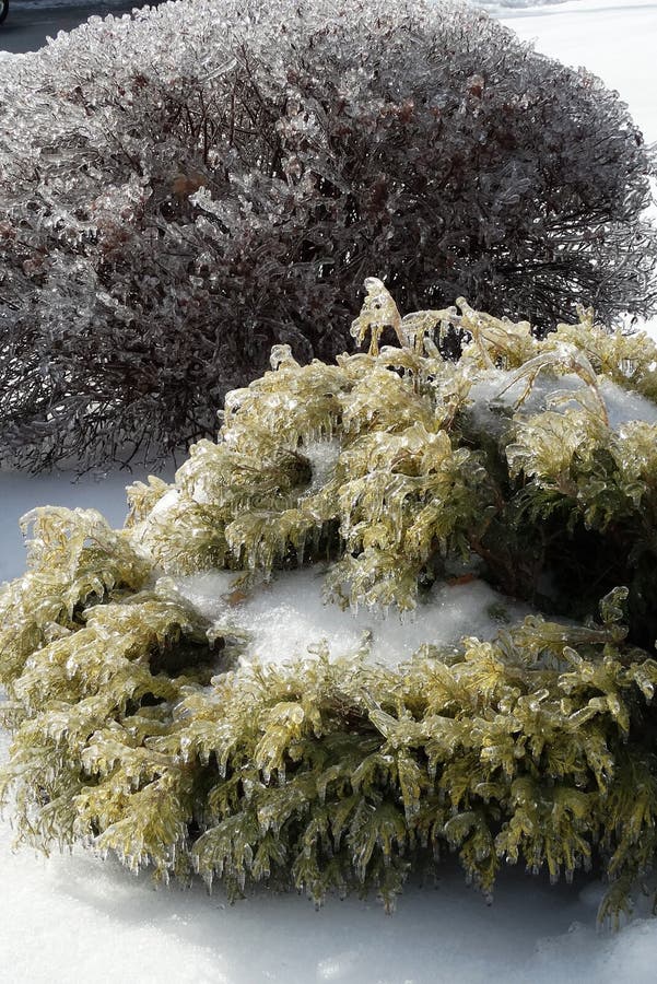 Frozen bushes stock photo. Image of weather, icicles - 59850780
