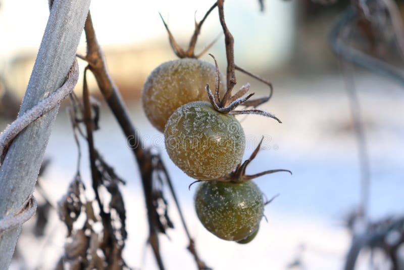 Frozen Bushes Tomato Under the First Snow. Tomatoes on the Branch with ...