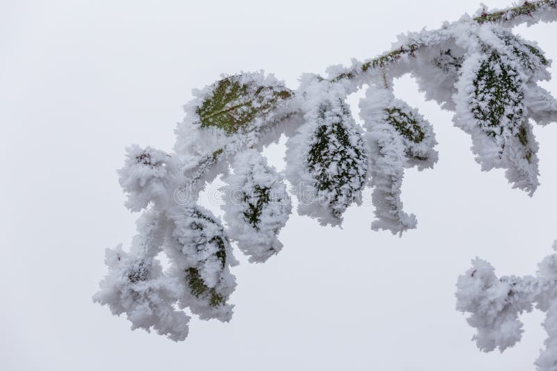 Frozen Busht on a Cloudy, Cold Day Stock Photo - Image of country ...