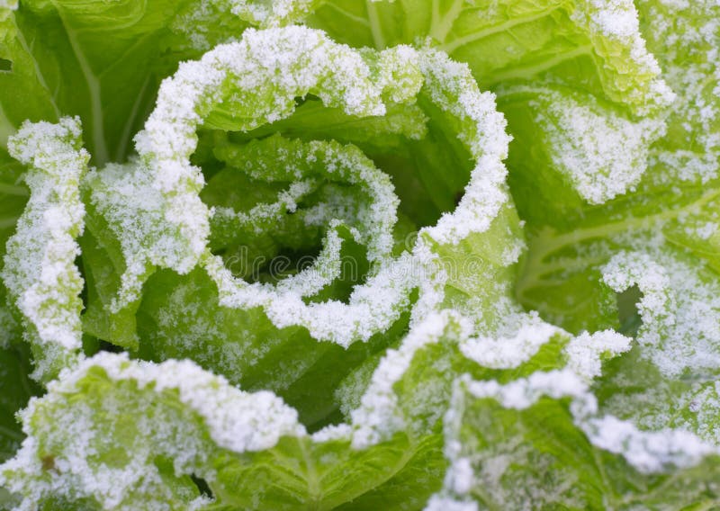 Frozen cabbage stock image. Image of snow, eating, white - 28755443