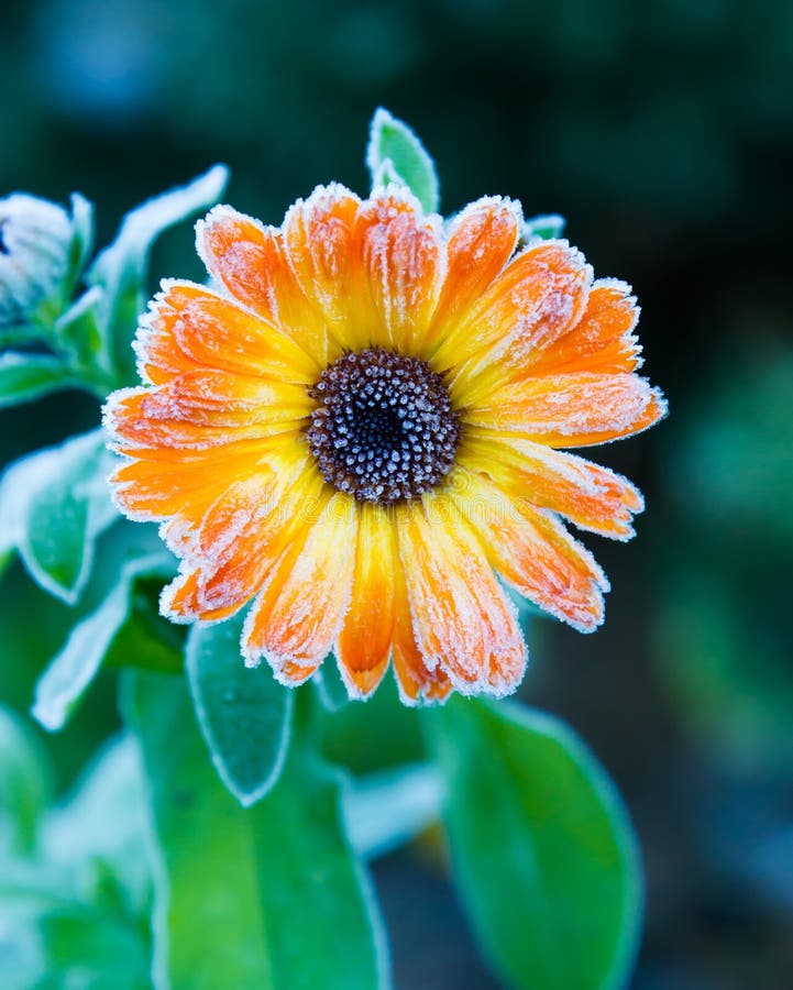 Frozen bloom stock image. Image of flower, garden, winter - 7792057