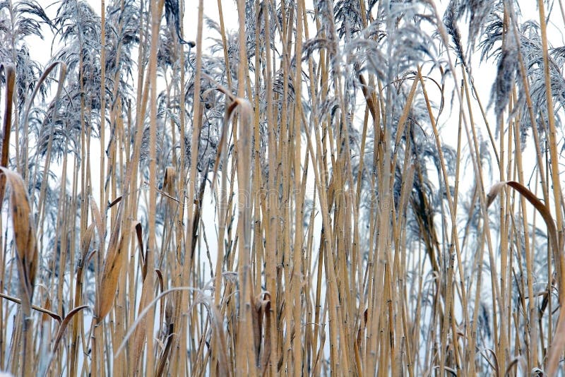 Frozen cane stock image. Image of landscape, freeze, filter - 49801237