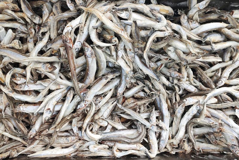 Frozen Capelin Fish in a Market Fridge Stock Image - Image of sale ...