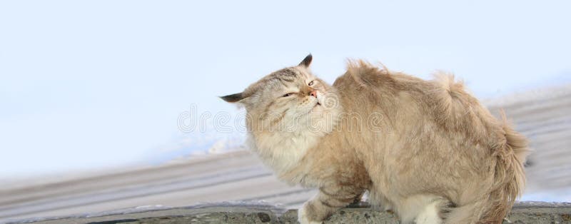 2,290 Cat Wind Stock Photos - Free & Royalty-Free Stock Photos from ...