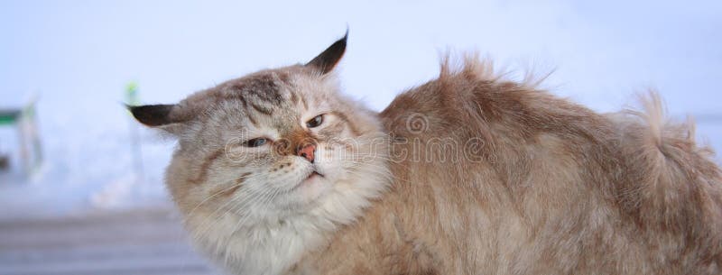 Frozen cat in the wind stock image. Image of kitten, nature - 7557239
