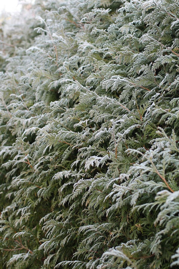 Frozen cedars stock image. Image of conifer, cedars - 133769043