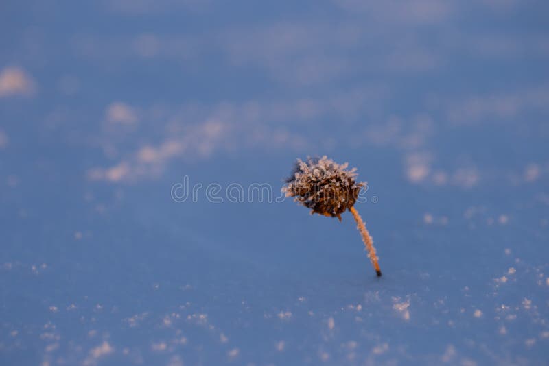 Frozen Clover Flower Covered by Ice Frosting during Early Spring in ...