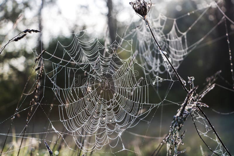 Frozen cobweb stock image. Image of spider, tree, nature - 93009931